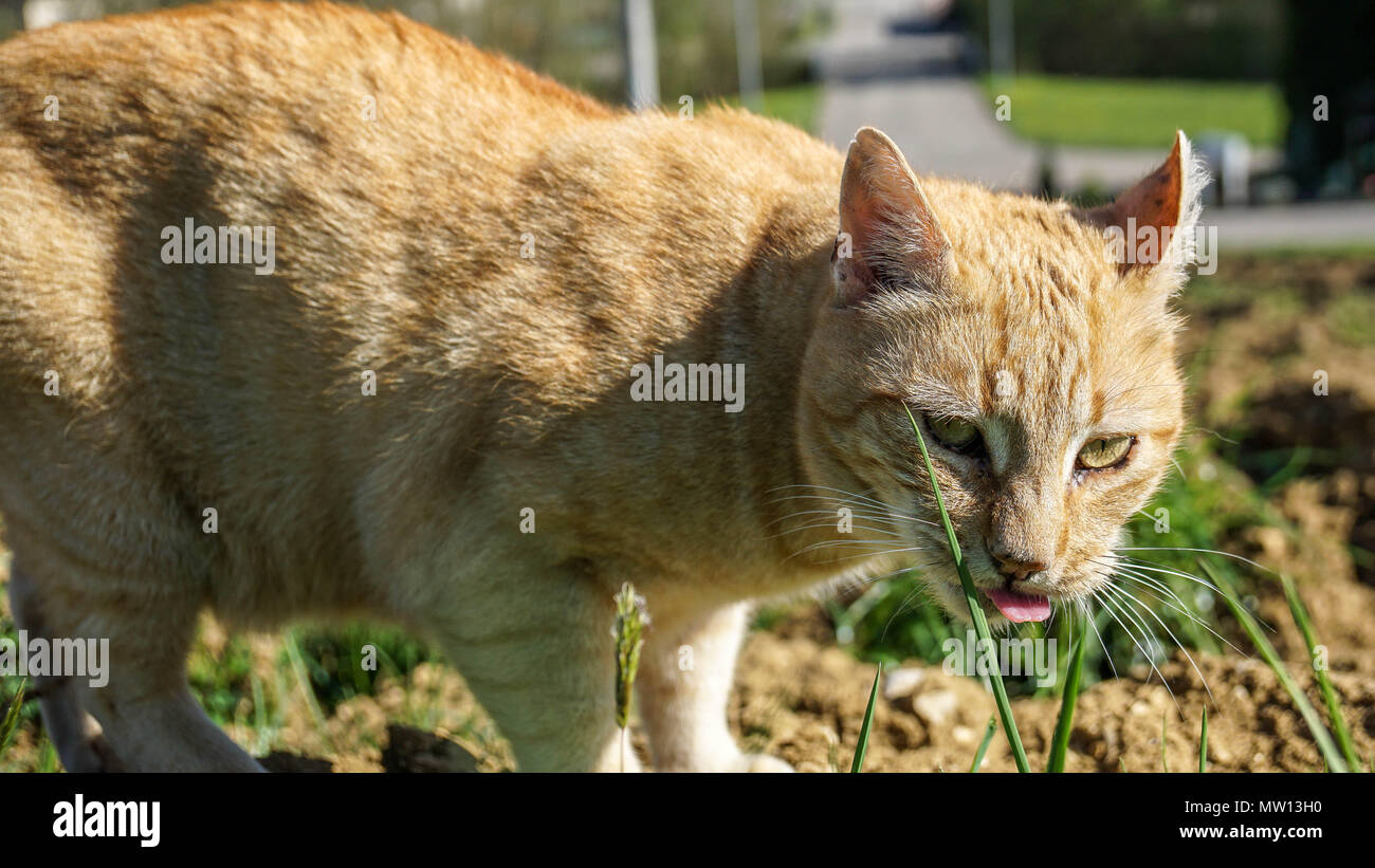 Shop looking at camera copyspace hi-res stock photography and images ...