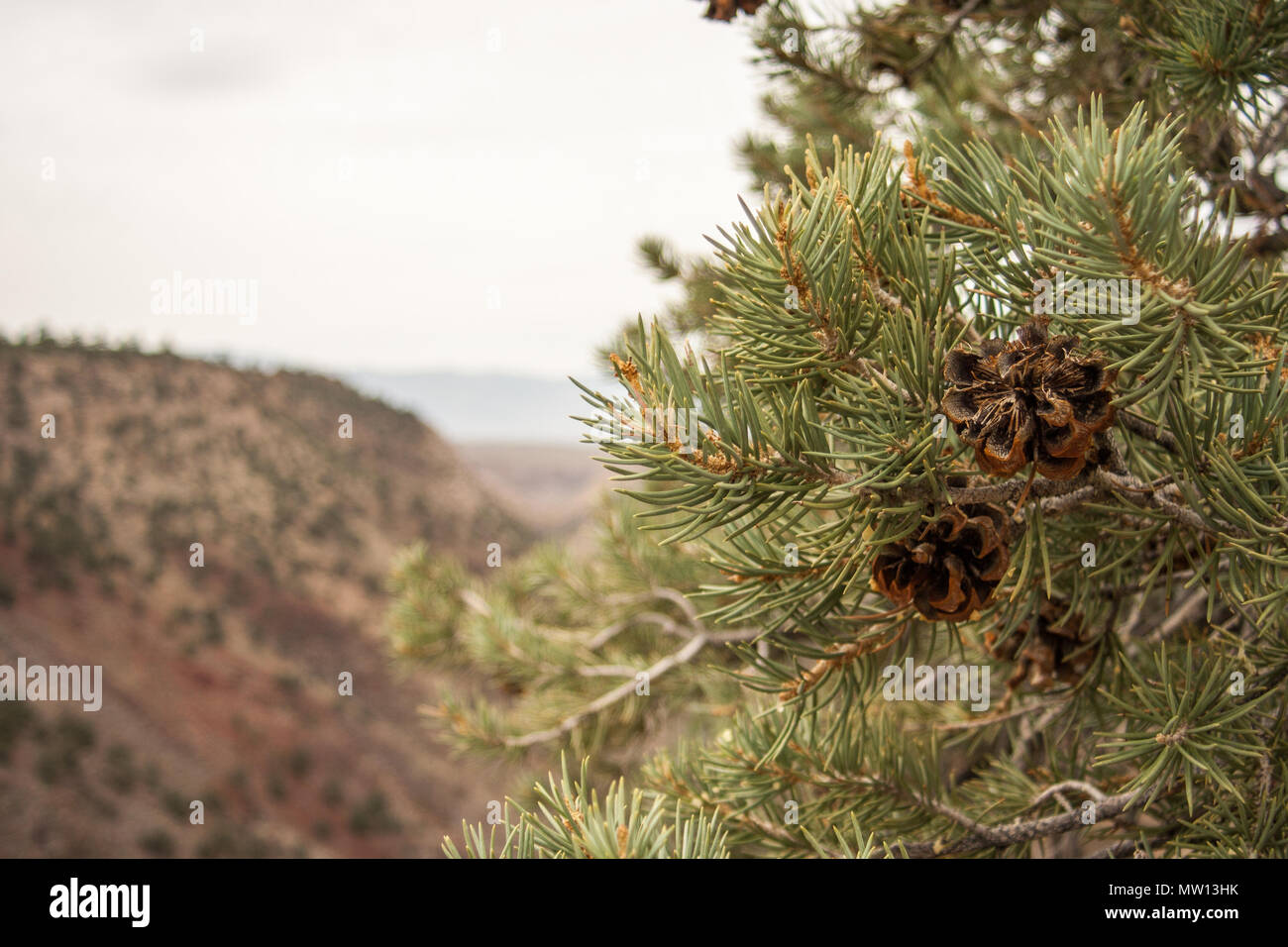 Close up on branches of a pine tree with a valley in the backgrouns ...