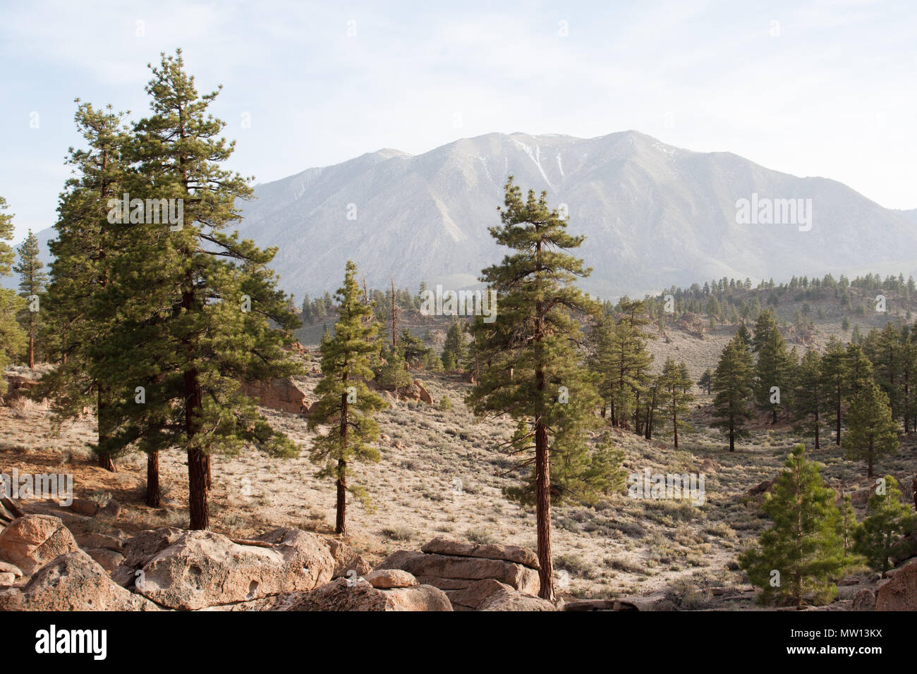Trees In California Mountains at Verda Garcia blog