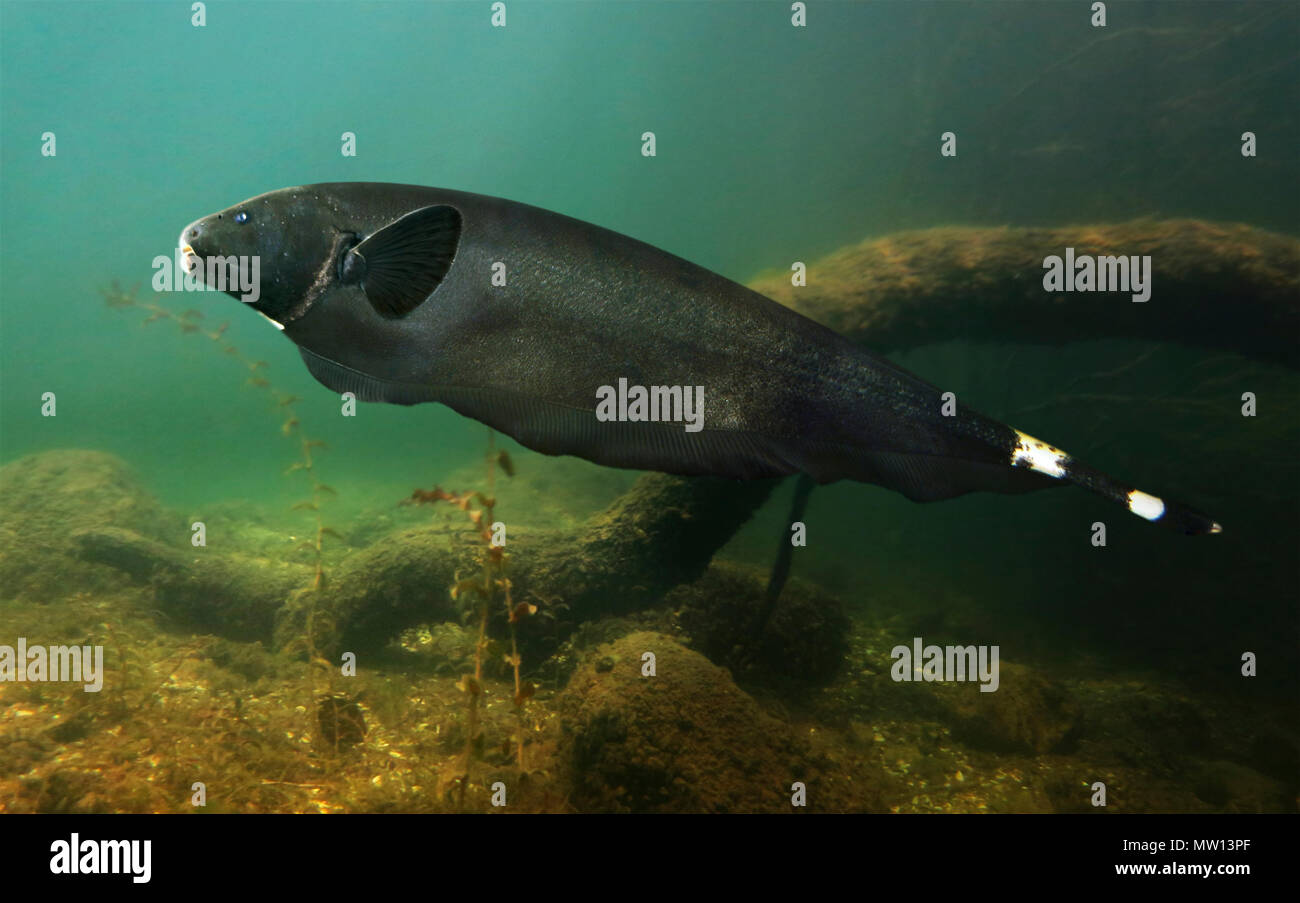 Trade With South America High Resolution Stock Photography and Images ...