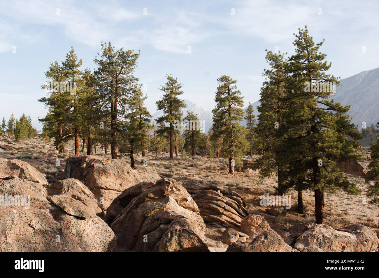 Trees In California Mountains at Verda Garcia blog