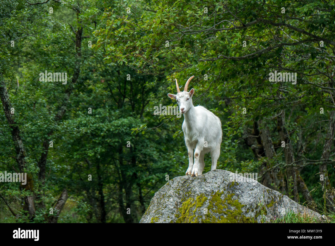white goat standing on a stone Stock Photo - Alamy
