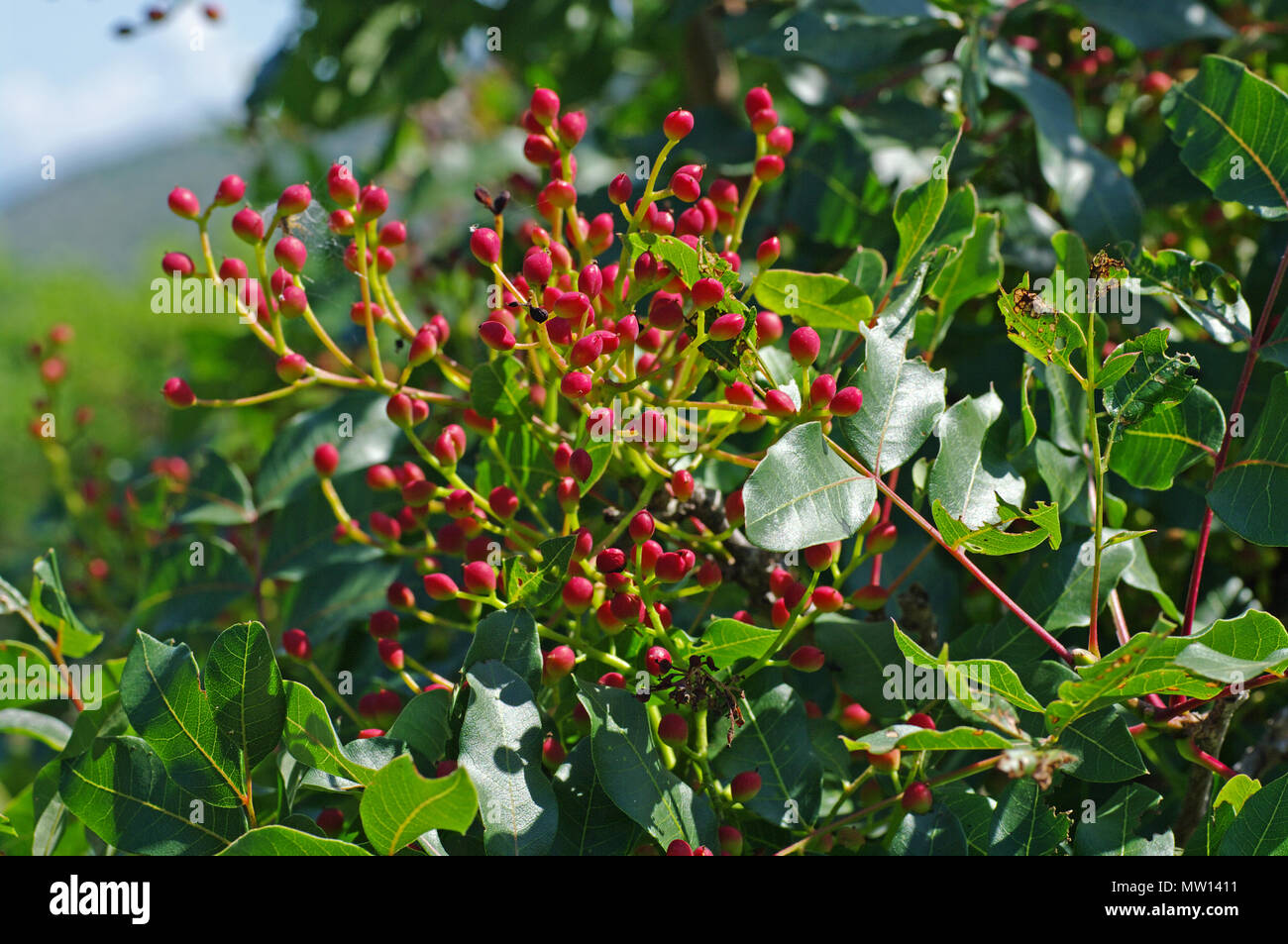 Terebinth tree hi-res stock photography and images - Alamy