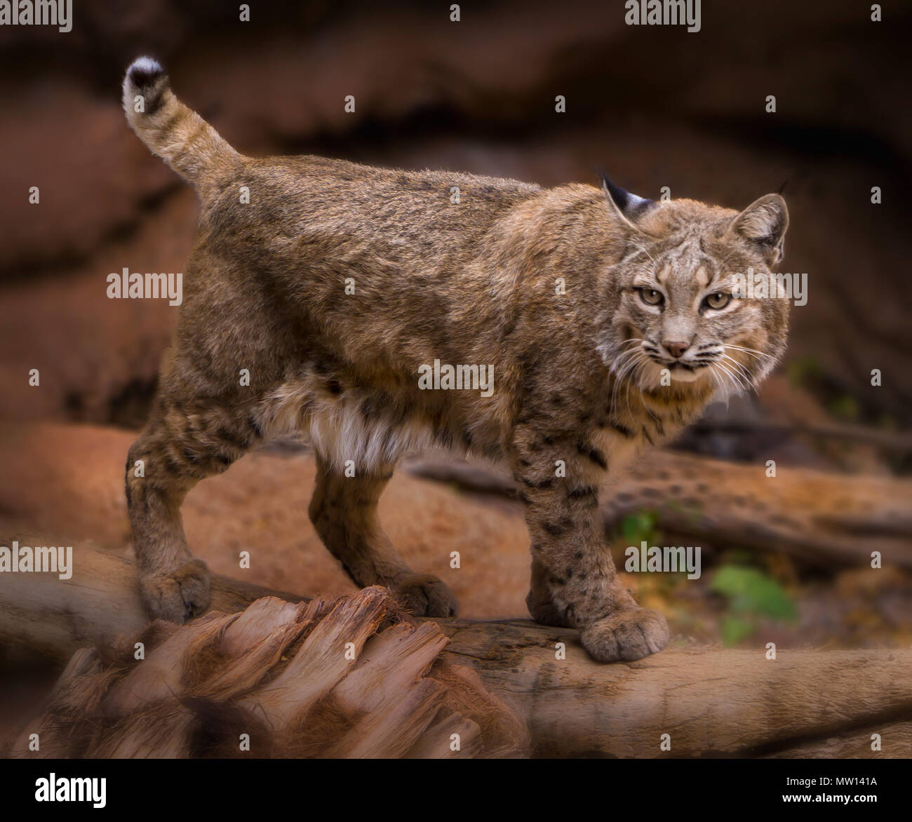 Lynx rufus canada hi-res stock photography and images - Alamy