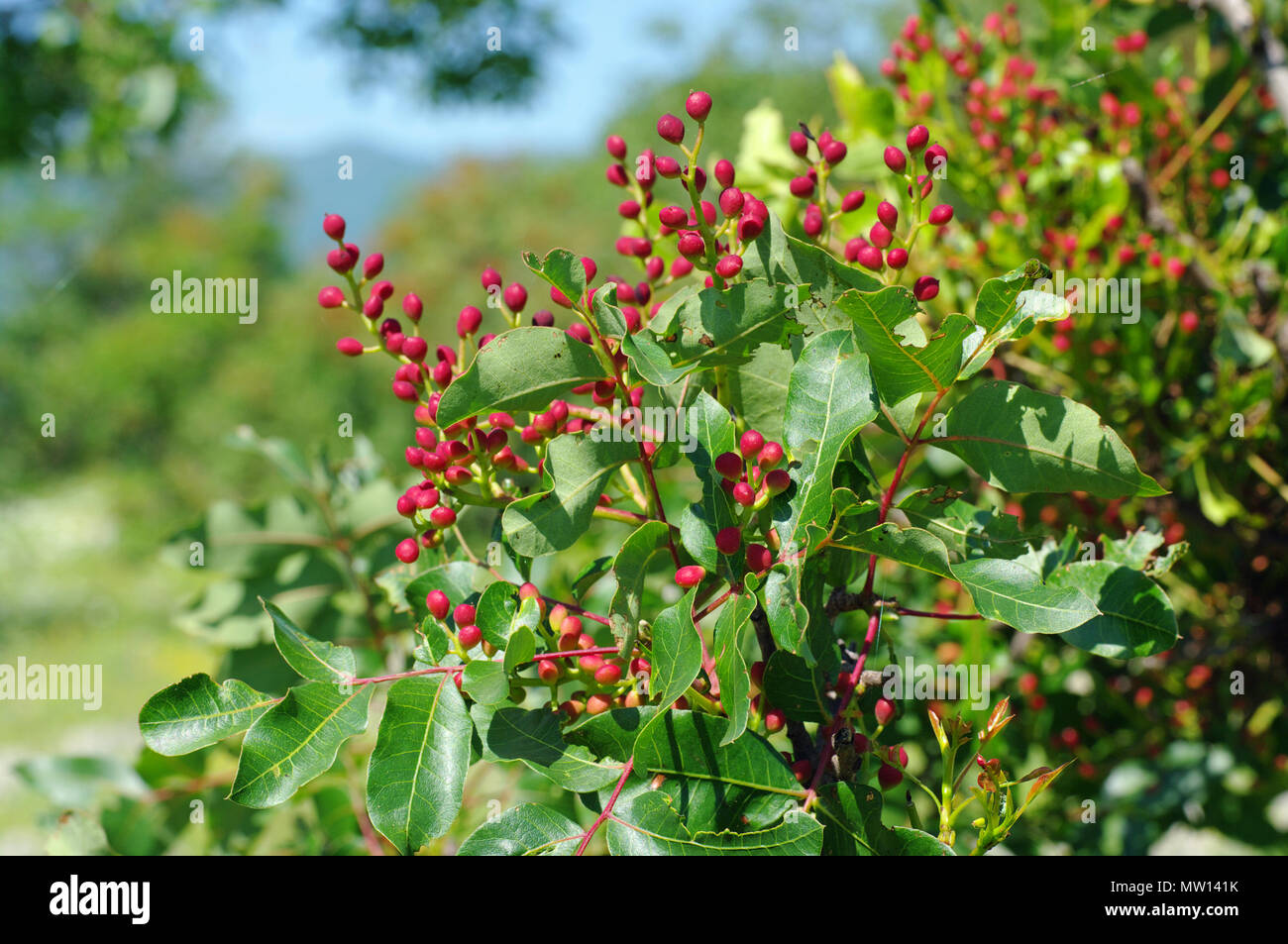 Terebinth tree hi-res stock photography and images - Alamy