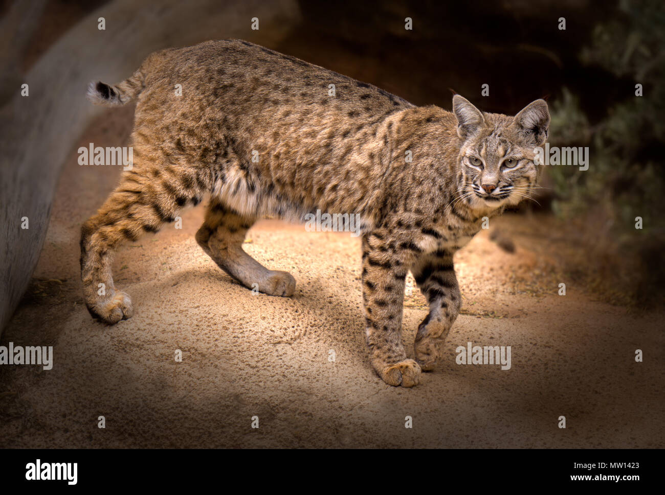 Bobcat Lynx rufus Stock Photo - Alamy