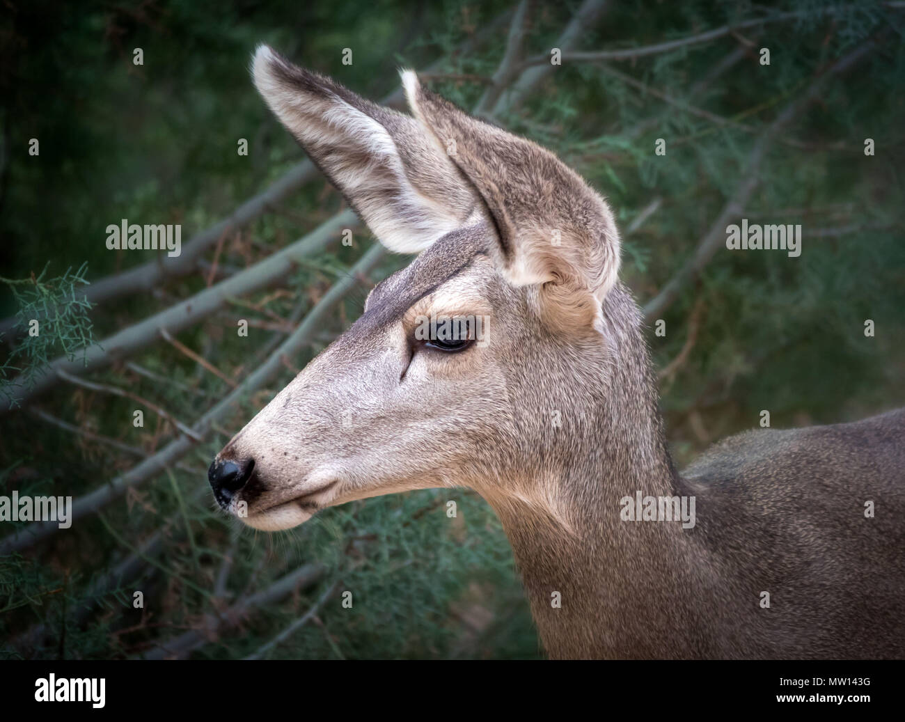 Mule Deer Profile of Head Stock Photo - Alamy