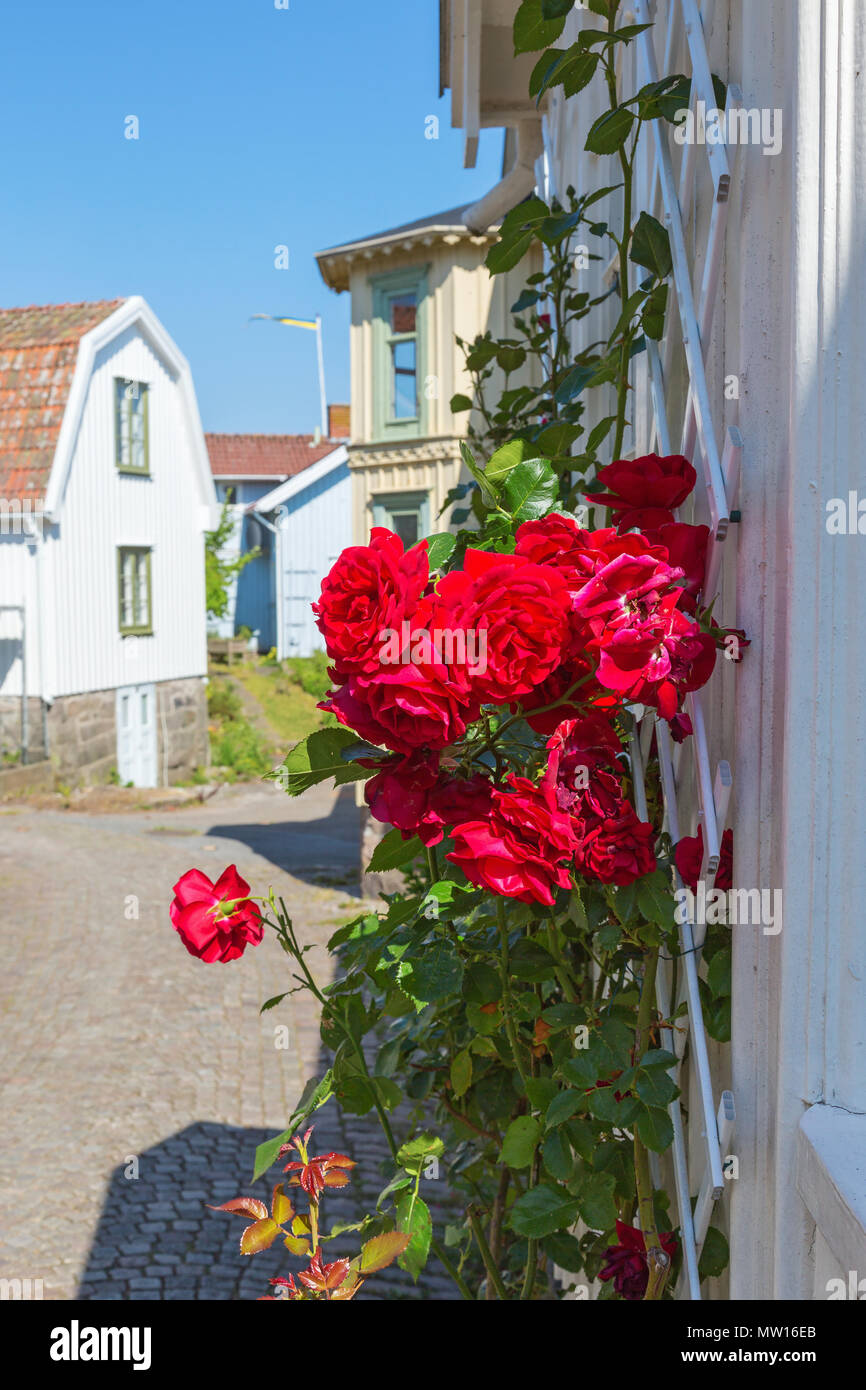 Red roses climbing on a house wall Stock Photo - Alamy