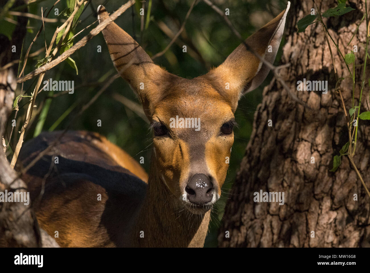 Tuli circle hi-res stock photography and images - Alamy