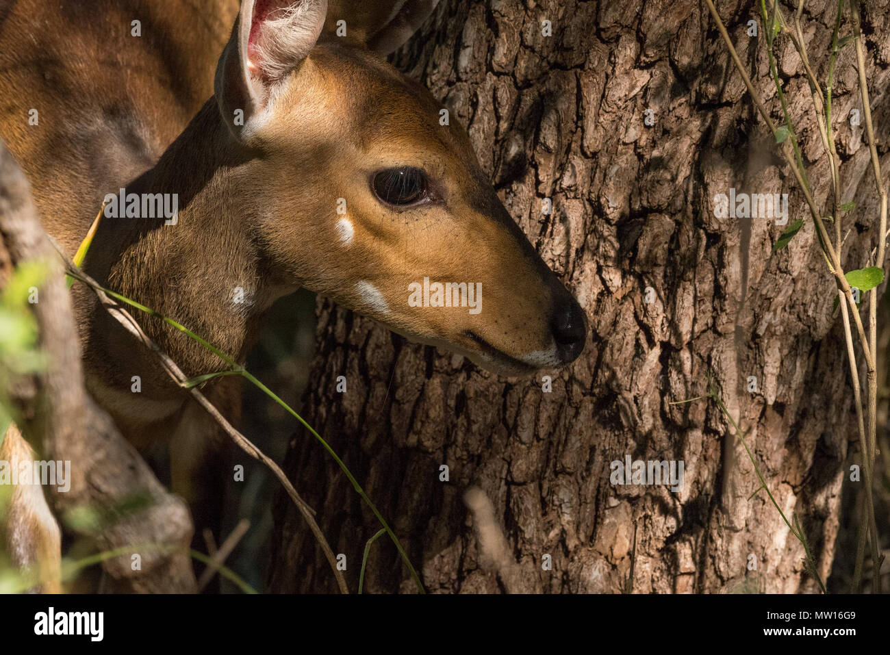 Female bushbuck hi-res stock photography and images - Alamy