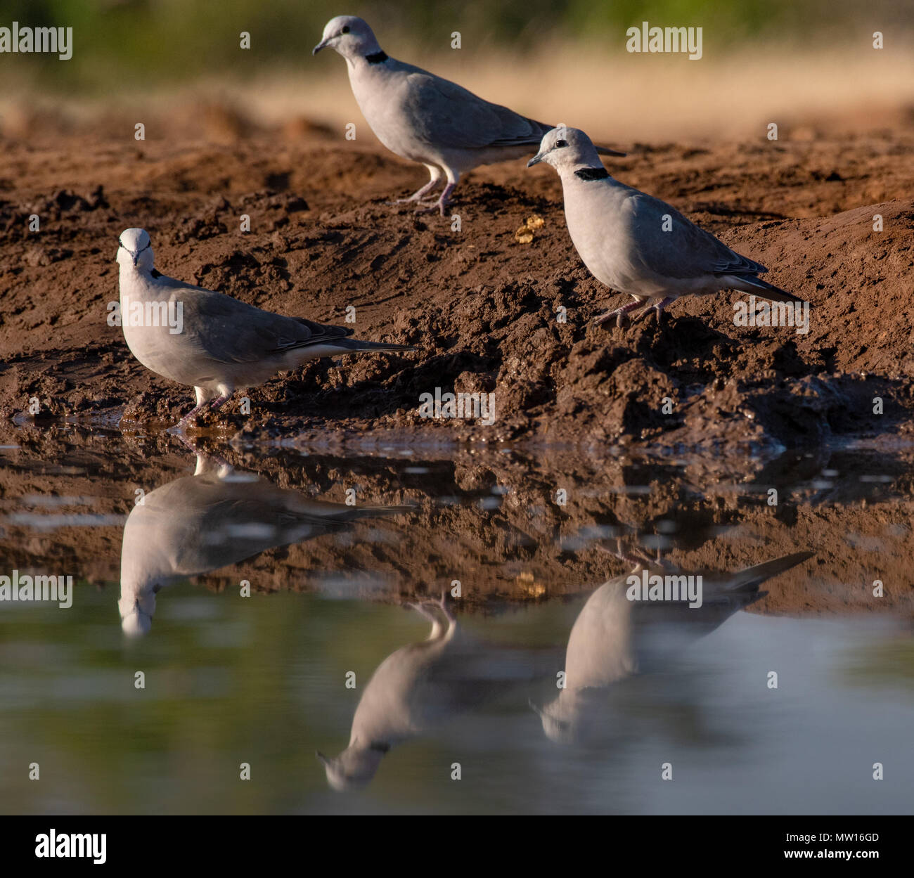 Turtle doves hi-res stock photography and images - Alamy