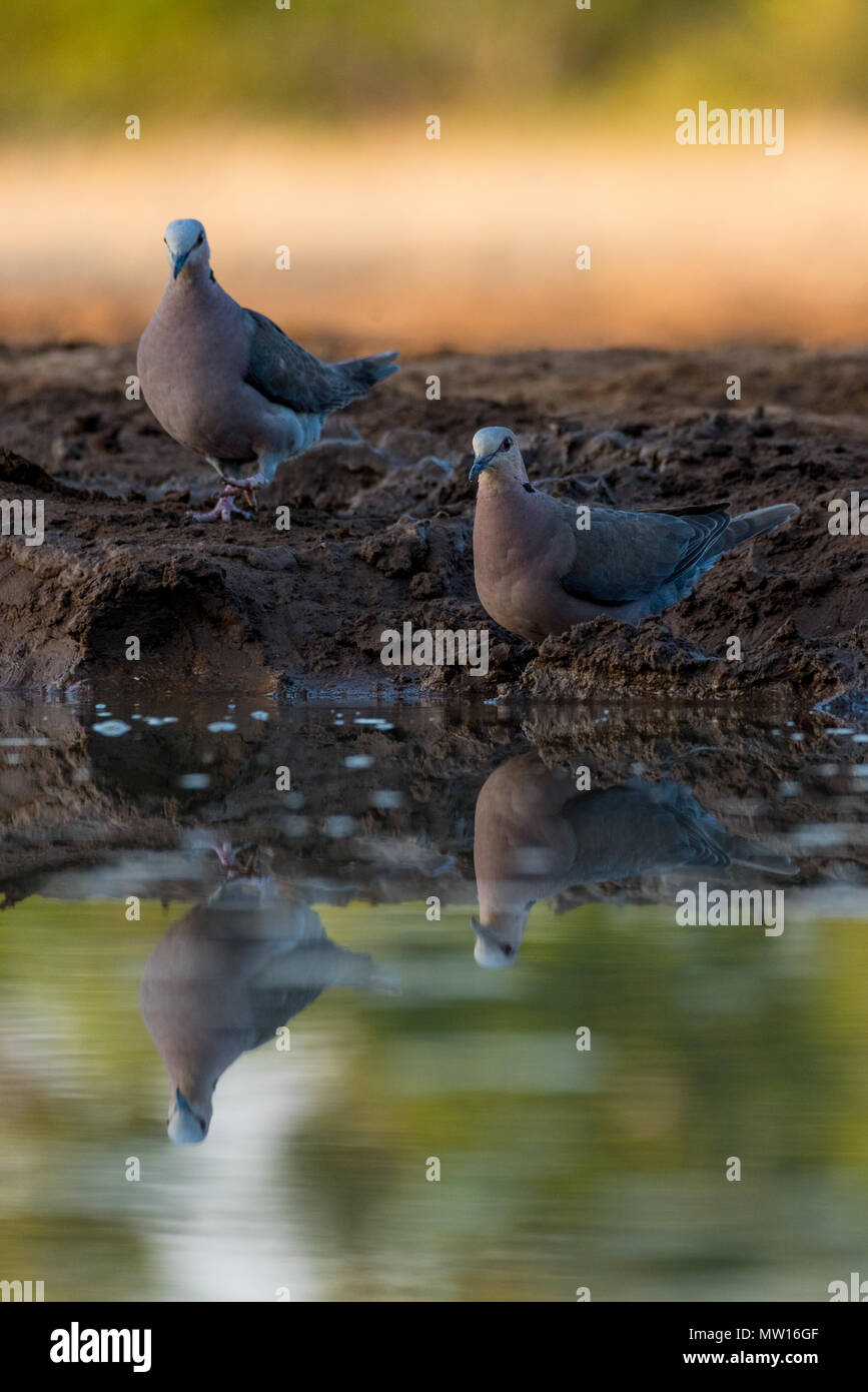 Cape Turtle Doves at Mashatu Stock Photo - Alamy