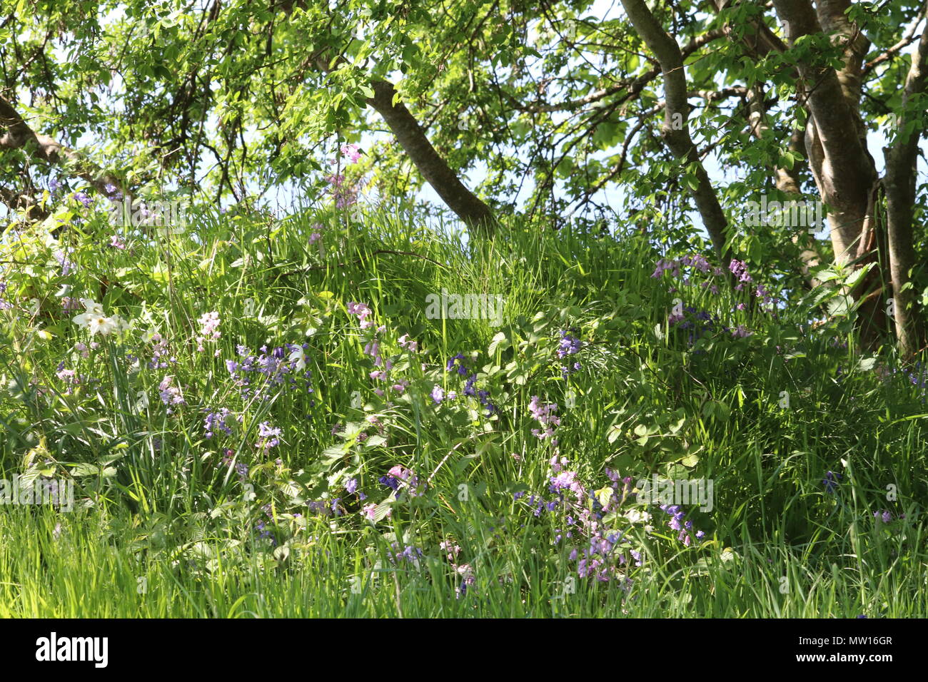 Wild flowers and undergrowth near tree trunk in woods Stock Photo - Alamy