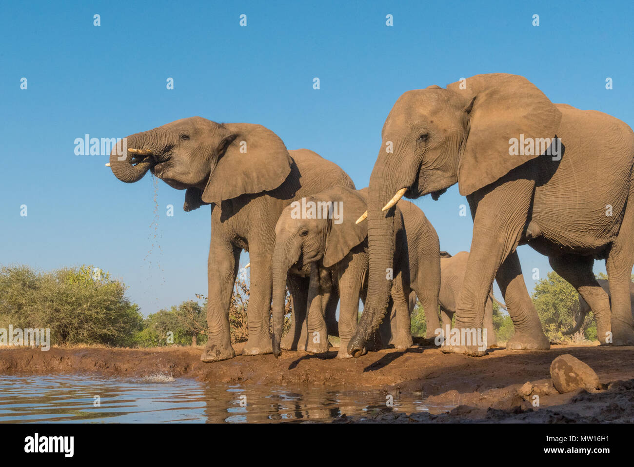 Elephants photographed from The Matabole Hide in the Mashatu Private ...