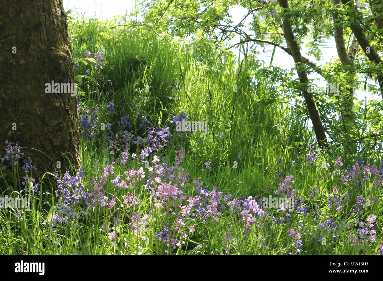 Wild flowers and undergrowth near tree trunk in woods Stock Photo - Alamy