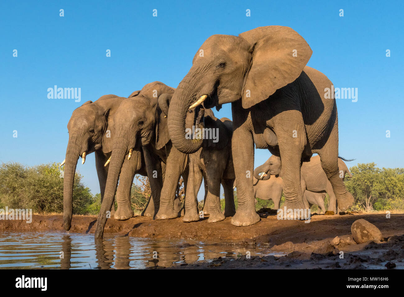 Elephants photographed from The Matabole Hide in the Mashatu Private ...