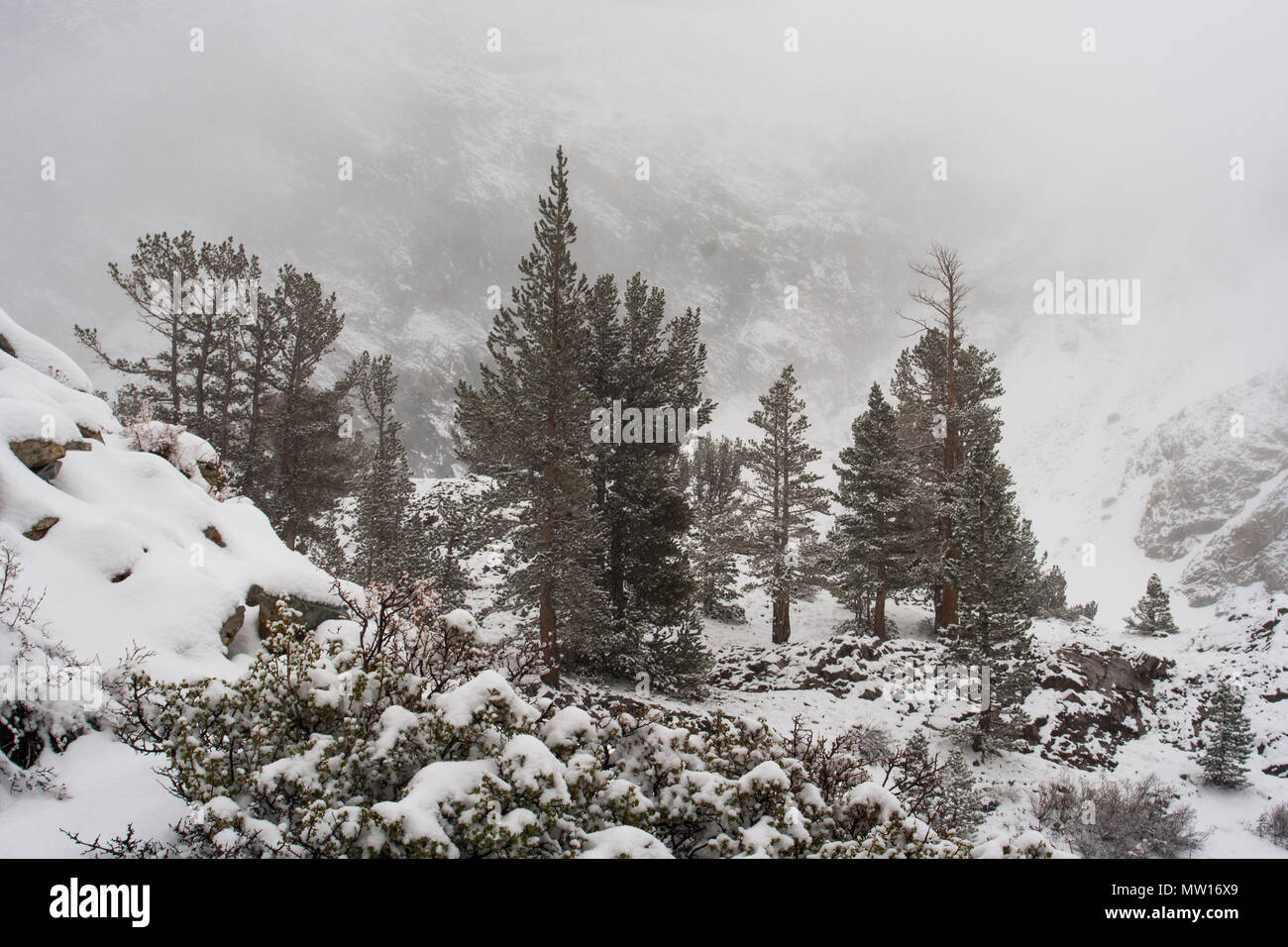 A snow storm in the Sierra Nevada Mountains, California Stock Photo - Alamy