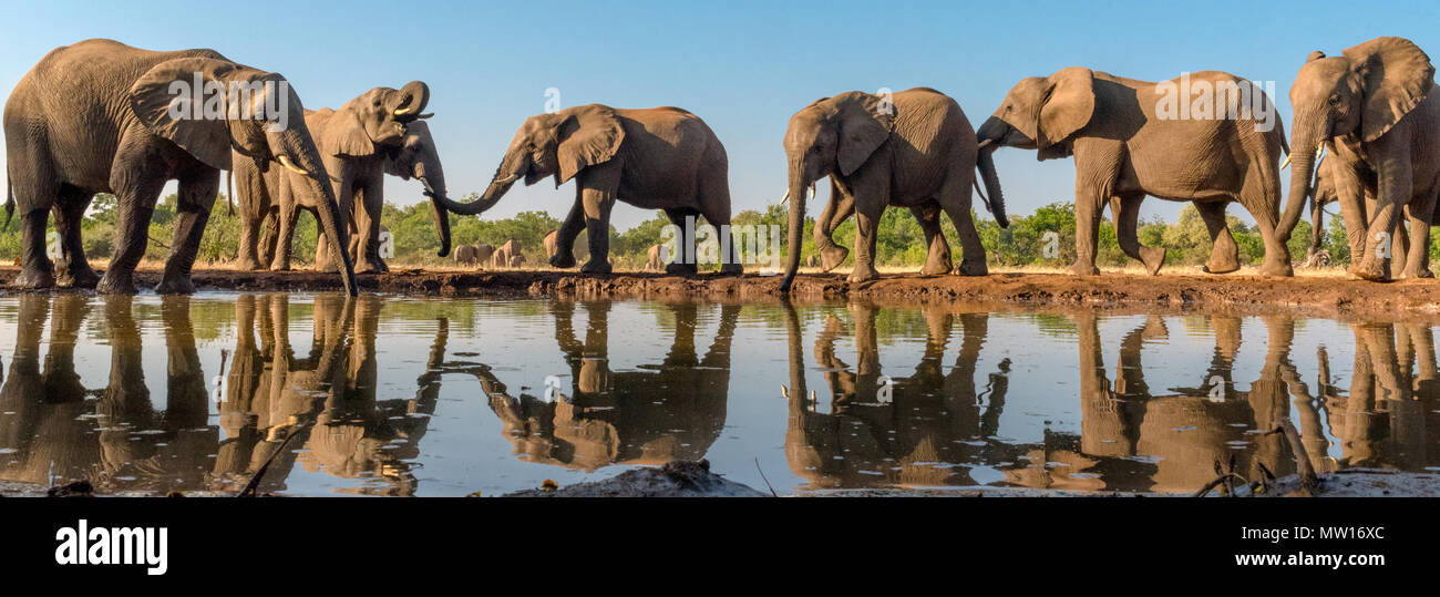 Elephants photographed from The Matabole Hide in the Mashatu Private ...