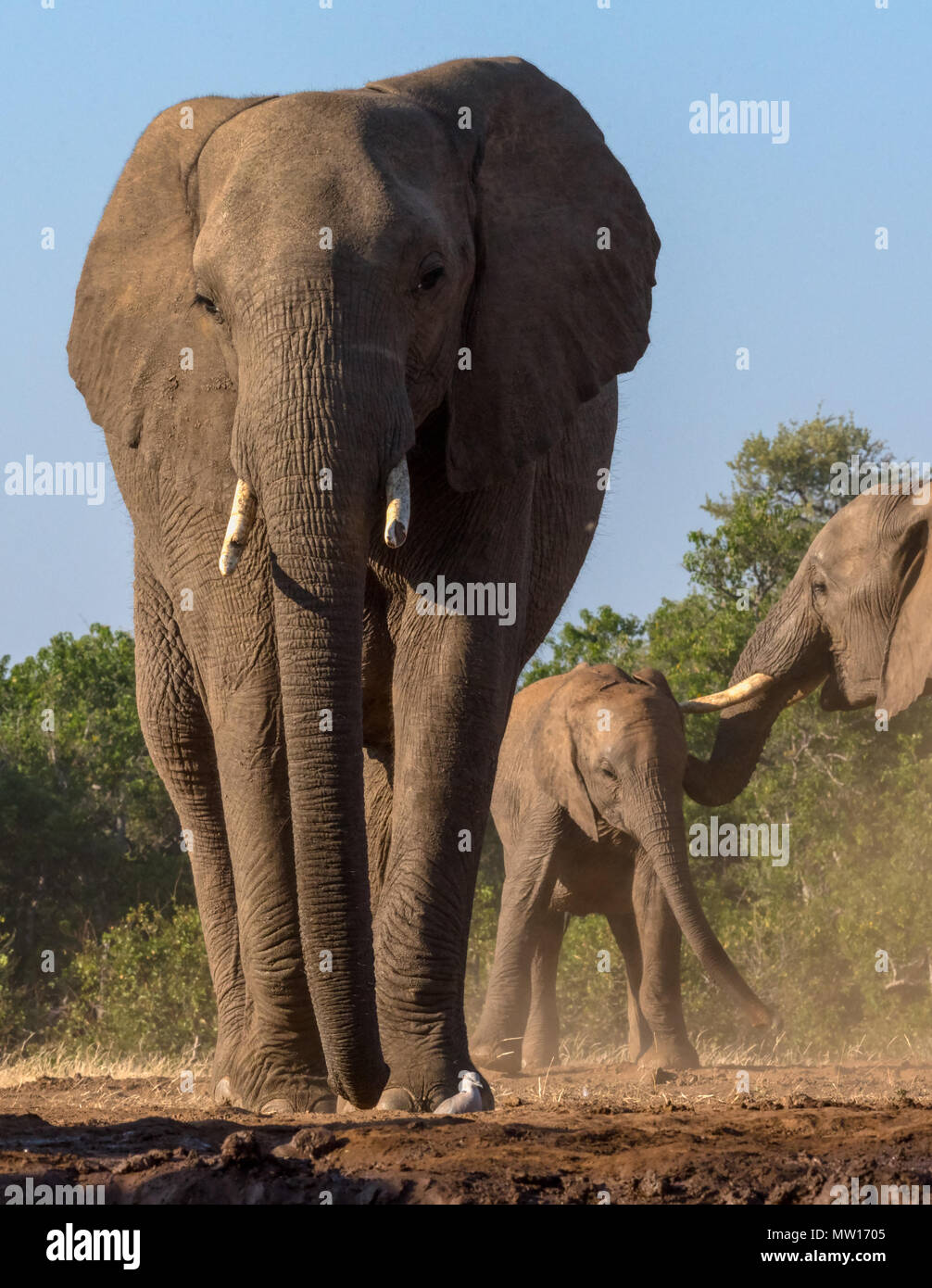Elephants photographed from The Matabole Hide in the Mashatu Private ...