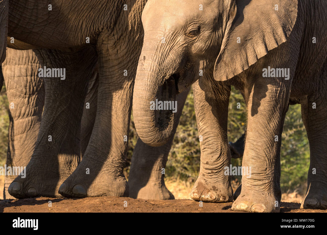 Elephants photographed from The Matabole Hide in the Mashatu Private ...