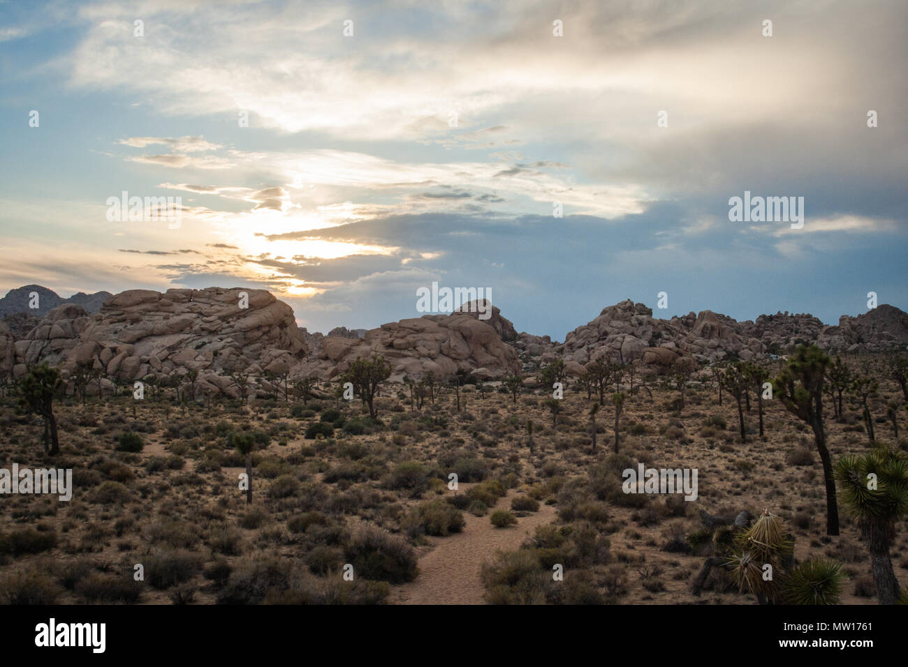 Landscape view at Joshua Tree National Park Stock Photo - Alamy