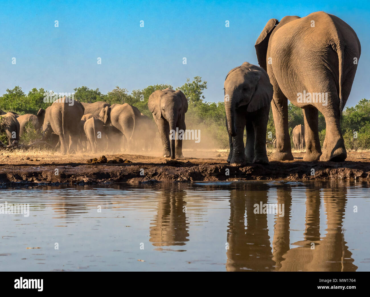 Elephants photographed from The Matabole Hide in the Mashatu Private ...