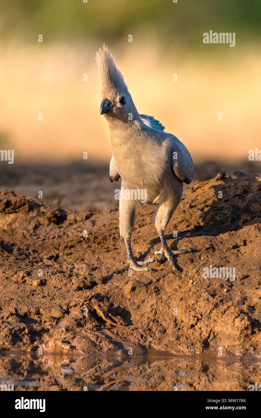 Lourie bird hi-res stock photography and images - Alamy