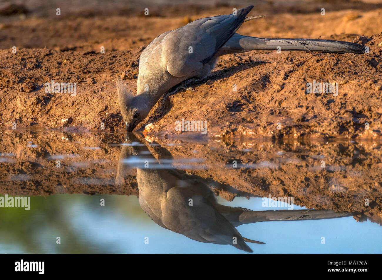 Lourie bird hi-res stock photography and images - Alamy