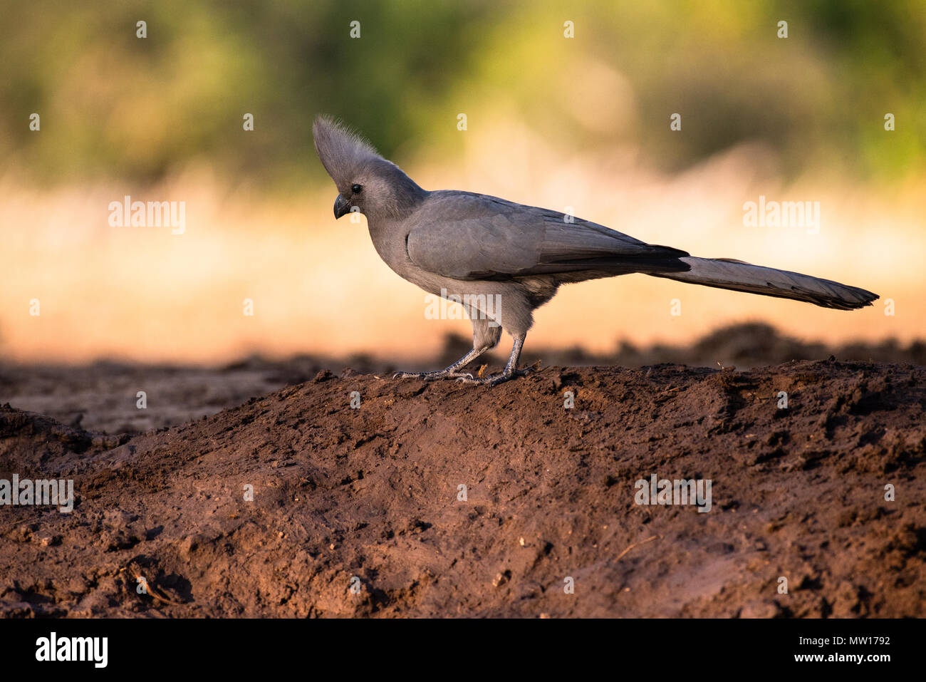 Lourie bird hi-res stock photography and images - Alamy