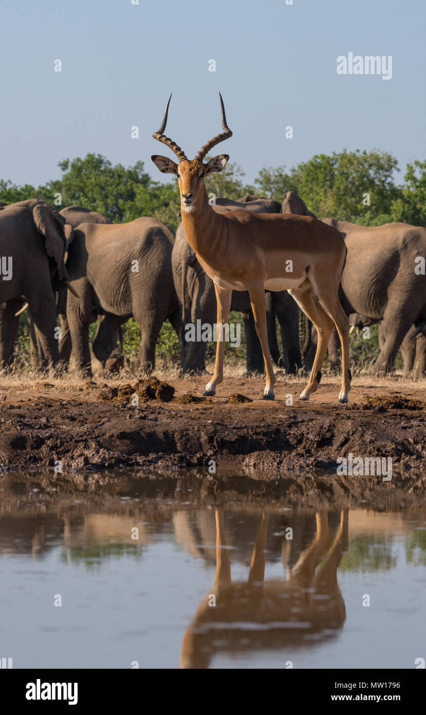 Impala at waterhole Botswana Stock Photo - Alamy