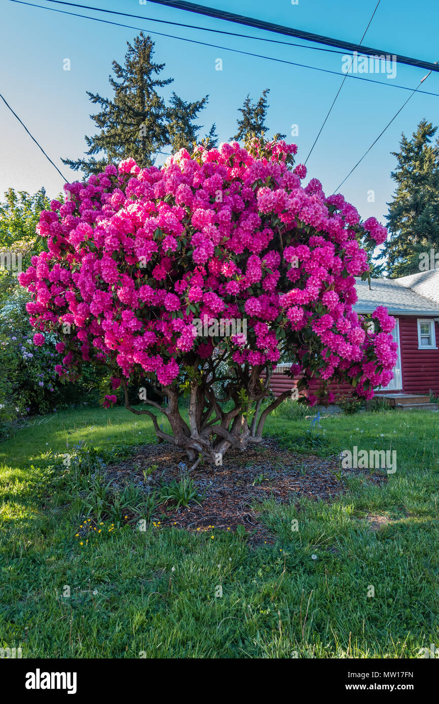 A view of a blooming pink Rhododendron plant in a front yard in Burien ...