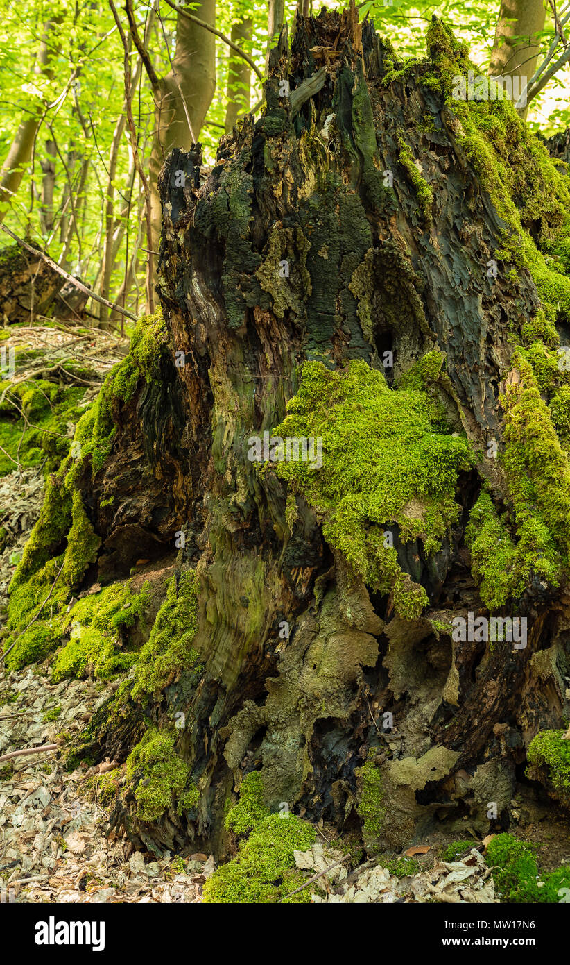 Large old and mossy tree stump in the forest Stock Photo - Alamy