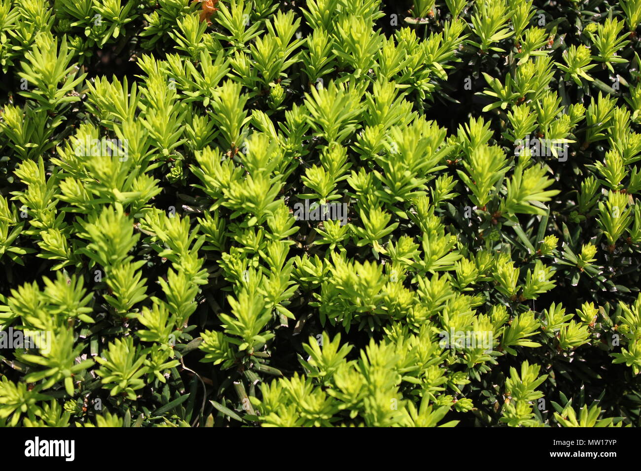 Exploding bud hi-res stock photography and images - Alamy