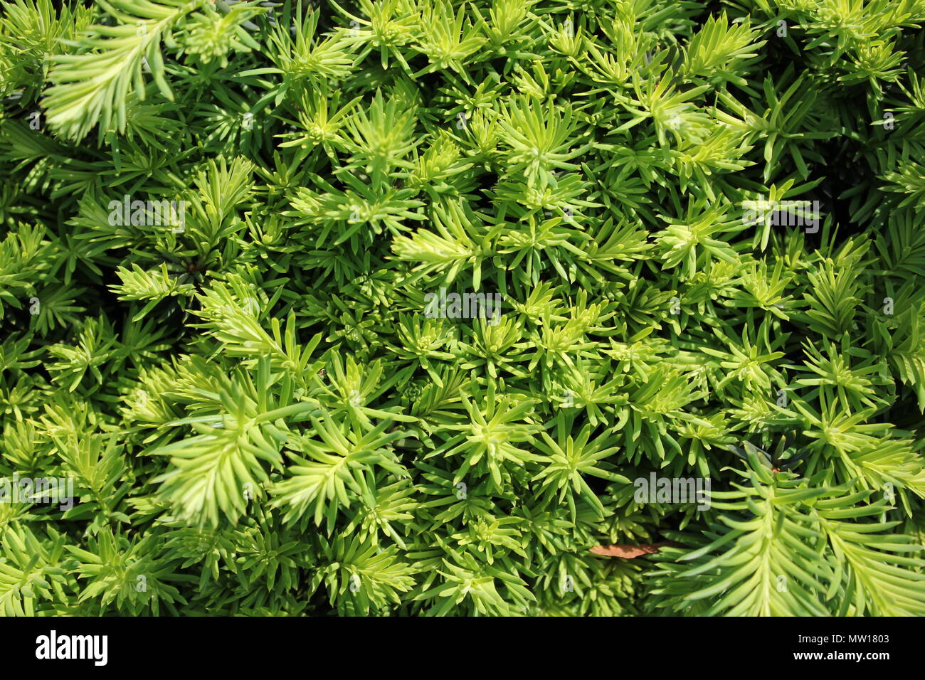 Exploding Bud High Resolution Stock Photography and Images - Alamy