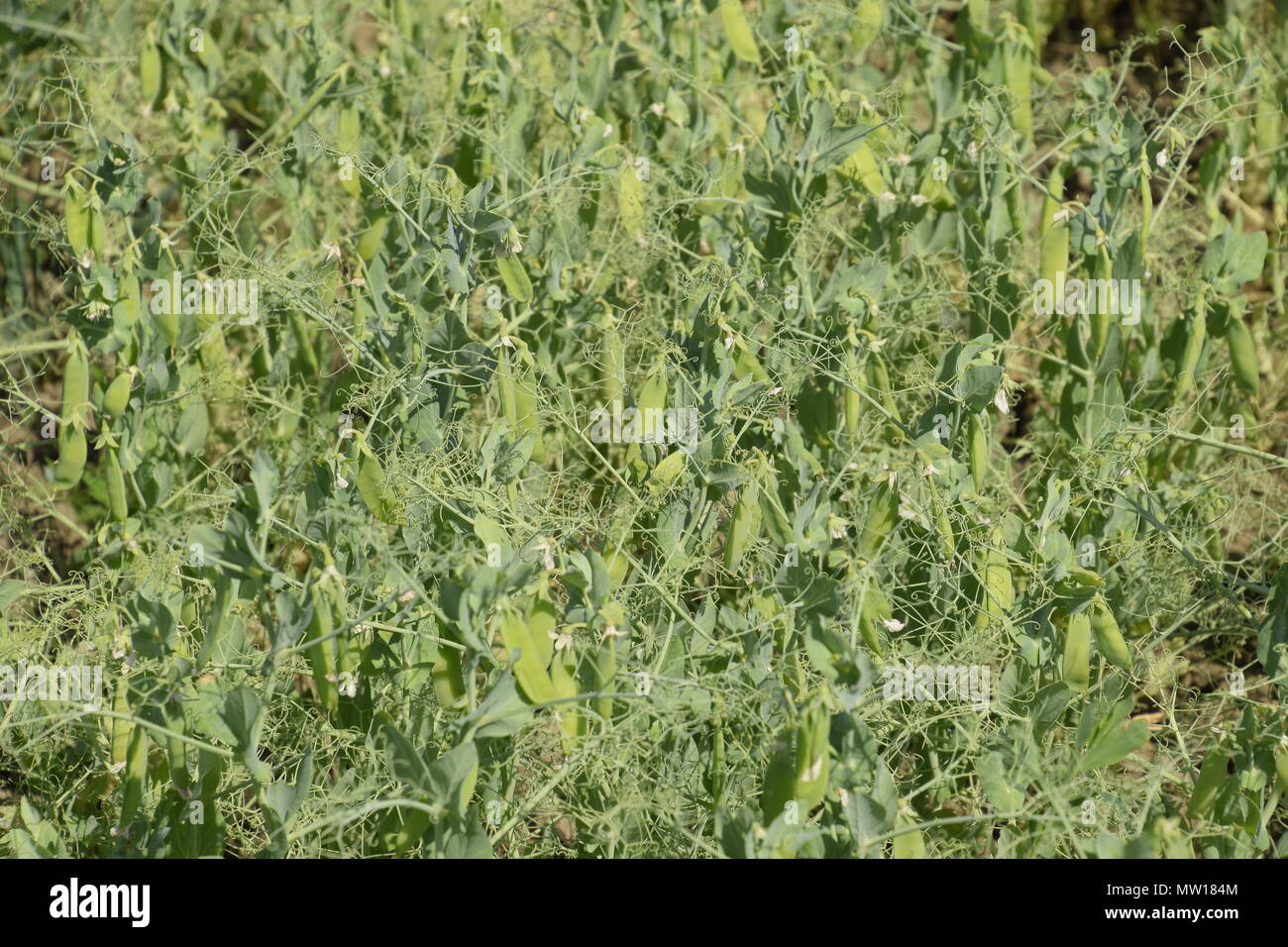 Green peas in the field. Growing peas in the field. Stems and pods of ...