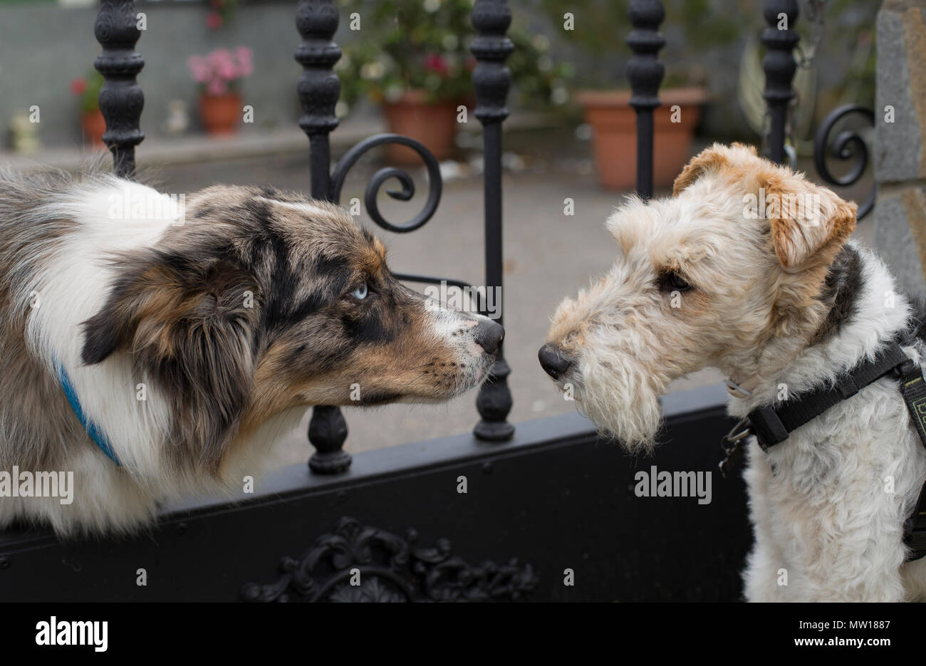 Blue border terrier hi-res stock photography and images - Alamy