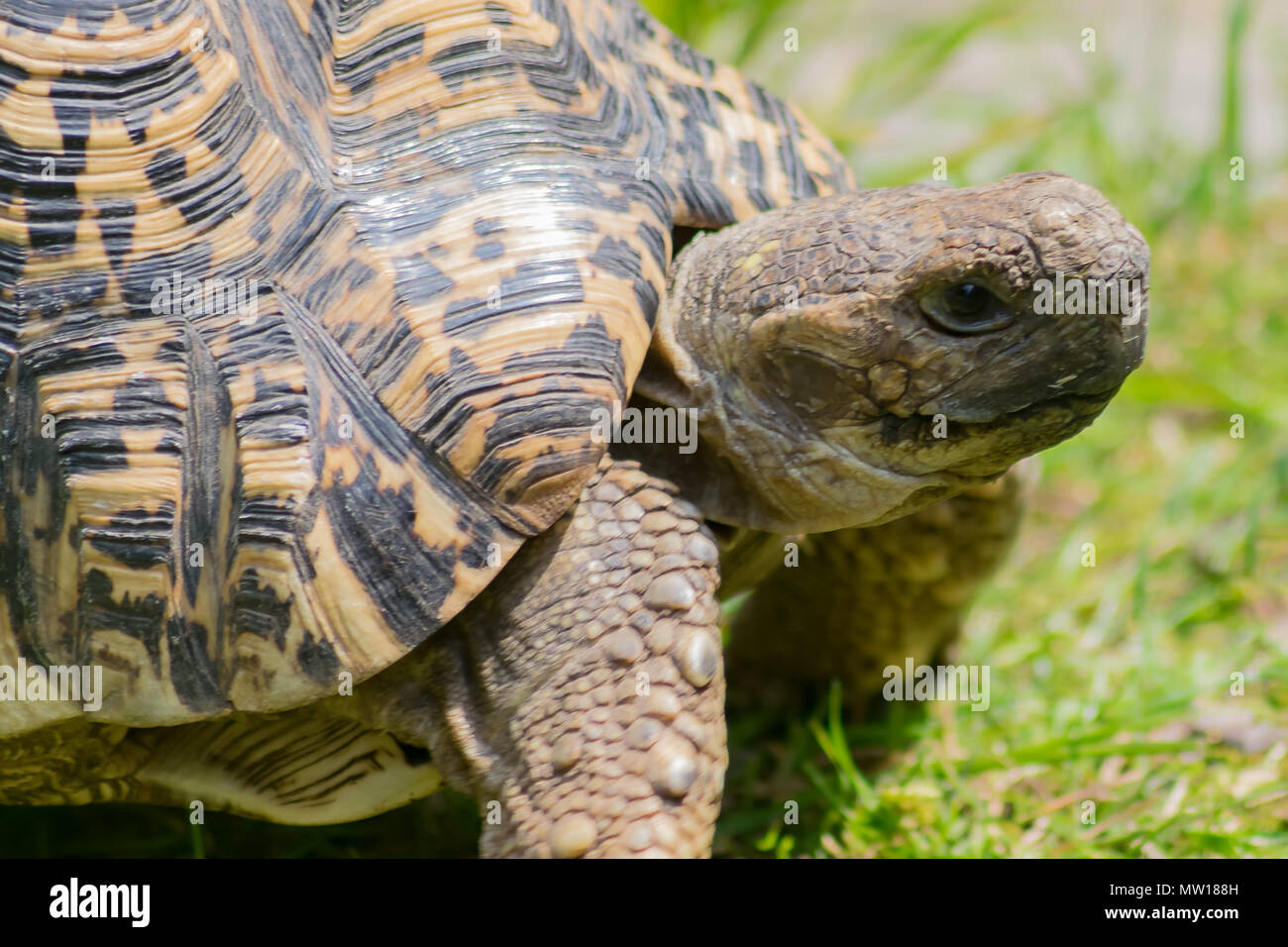 Happy tortoises hi-res stock photography and images - Alamy