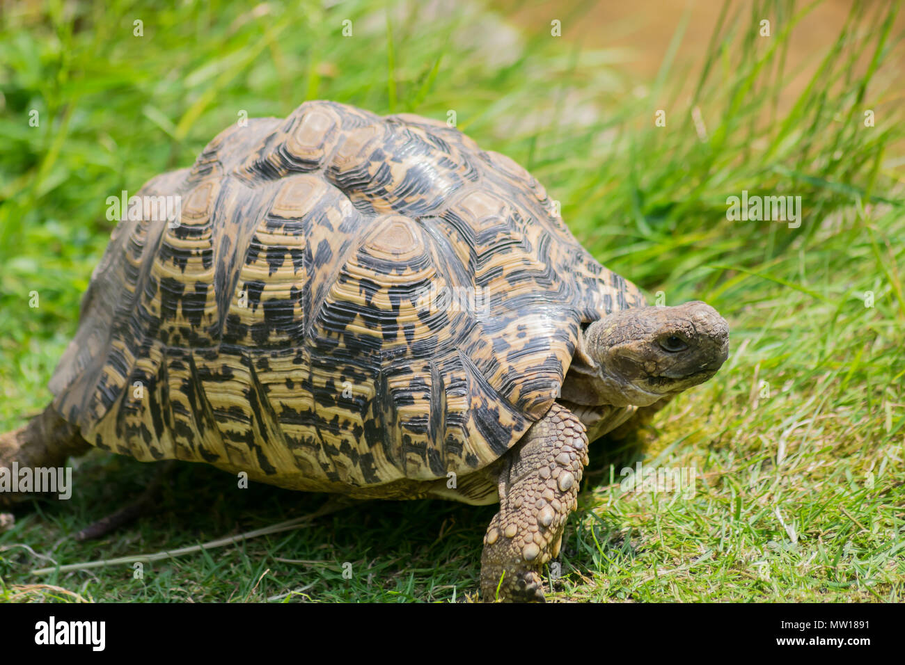 Smiling tortoises hi-res stock photography and images - Alamy