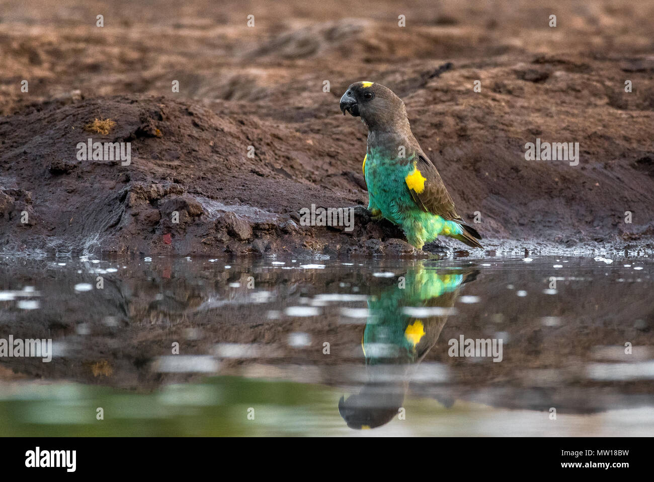 Parrot tuli hi-res stock photography and images - Alamy