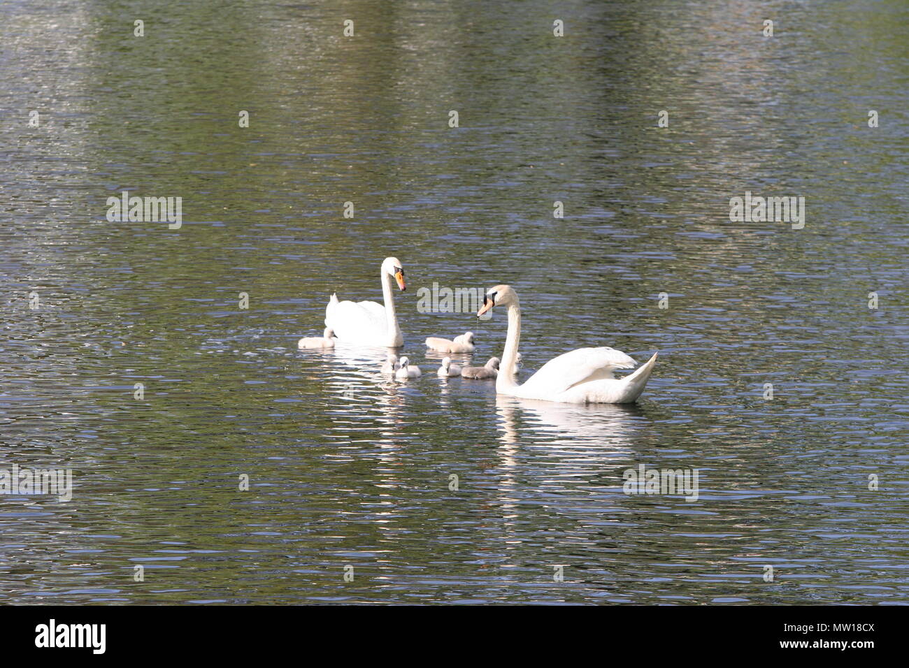 Swan Family in the Spring on the Pond to include the Cob, Pen, and ...