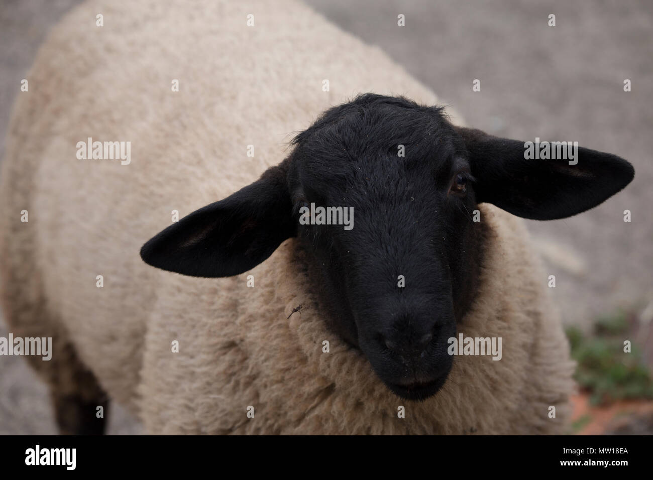 Suffolk ram hi-res stock photography and images - Alamy