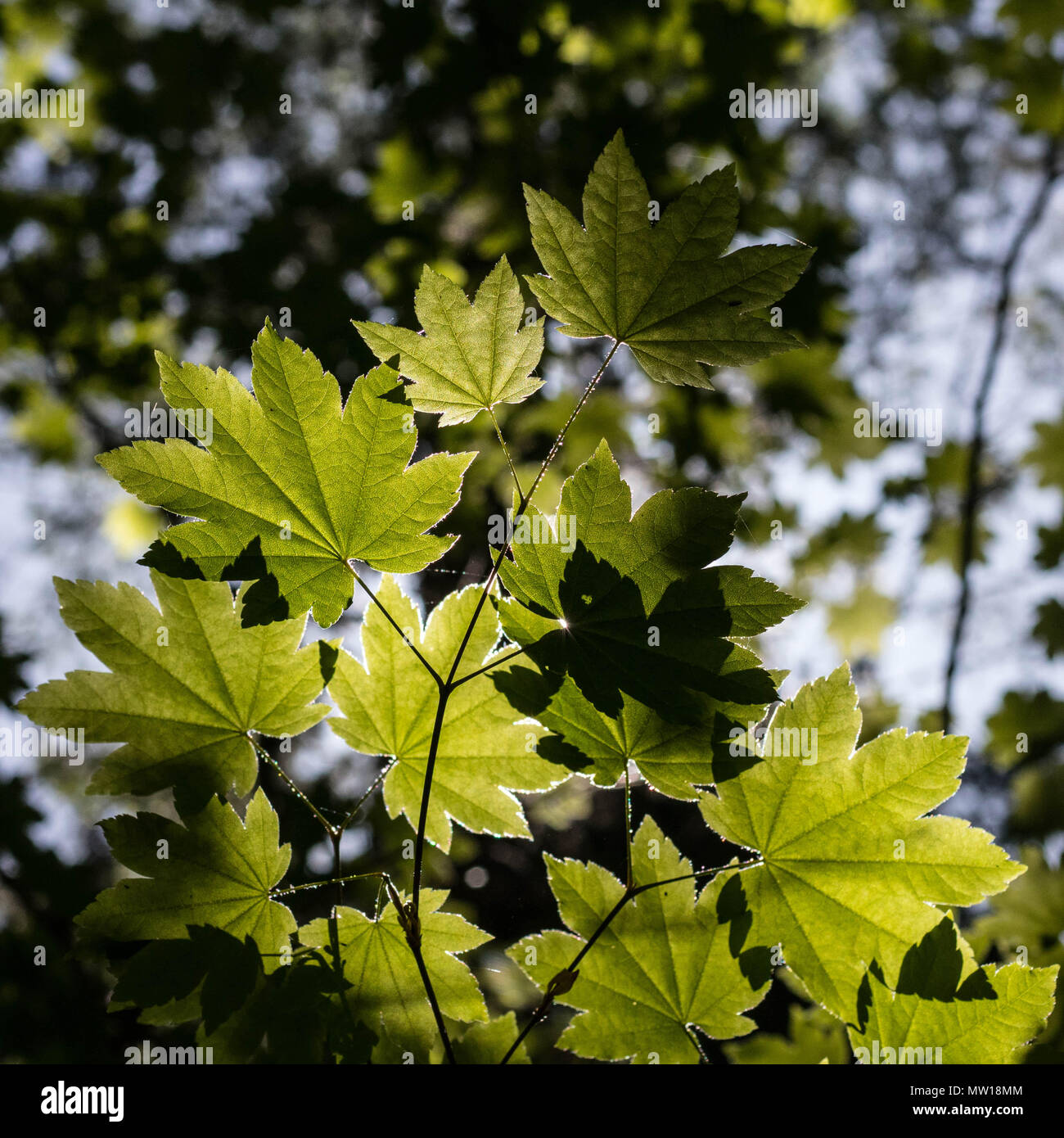 Vine maples creep towards the sunlight in the dense forest of Marion ...