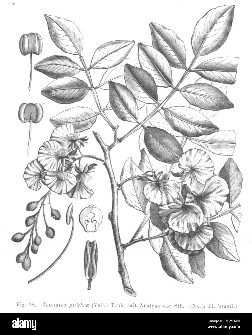 . Illustration from book . 1891. Paul Hermann Wilhelm Taubert (1862 ...