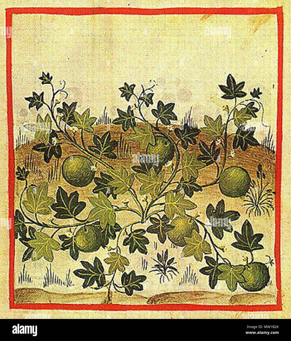 Melons français hi-res stock photography and images - Alamy
