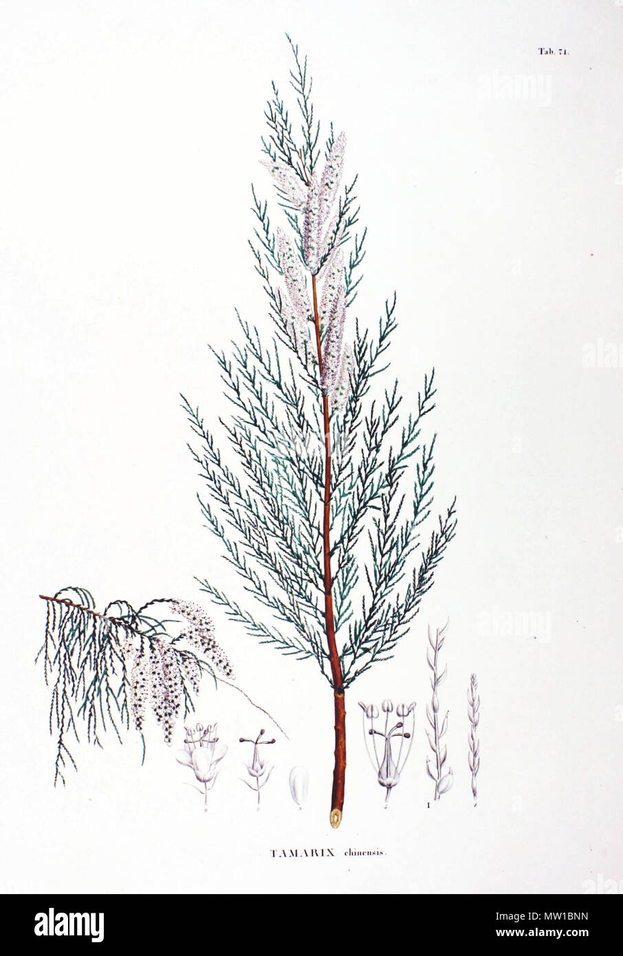 . Plate from book . 1870. Philipp Franz von Siebold and Joseph Gerhard ...