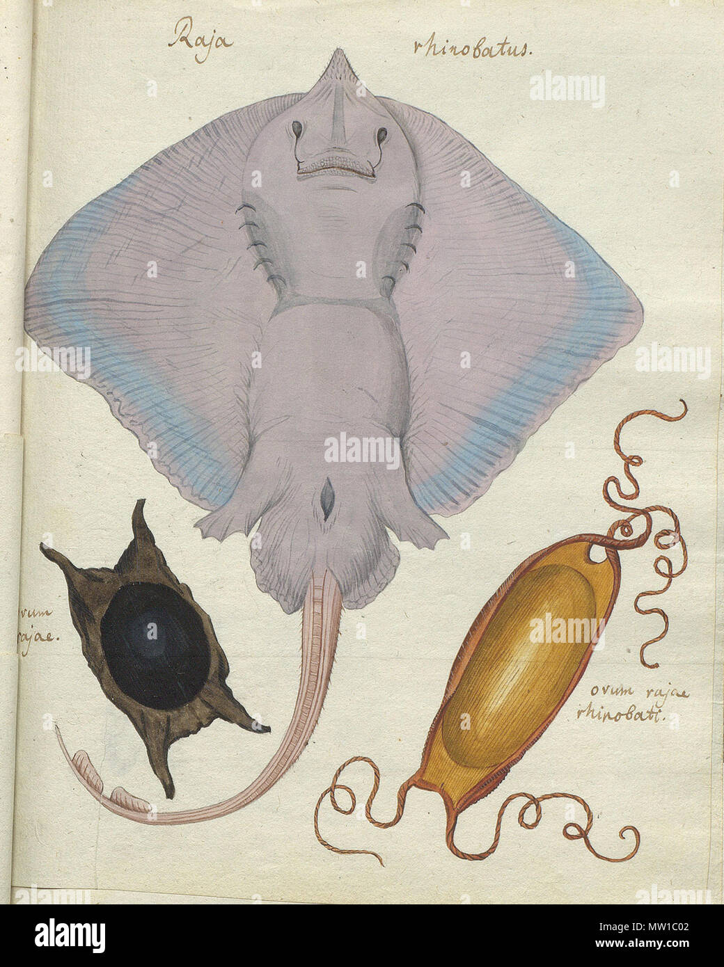 Raja rhinobatos hi-res stock photography and images - Alamy