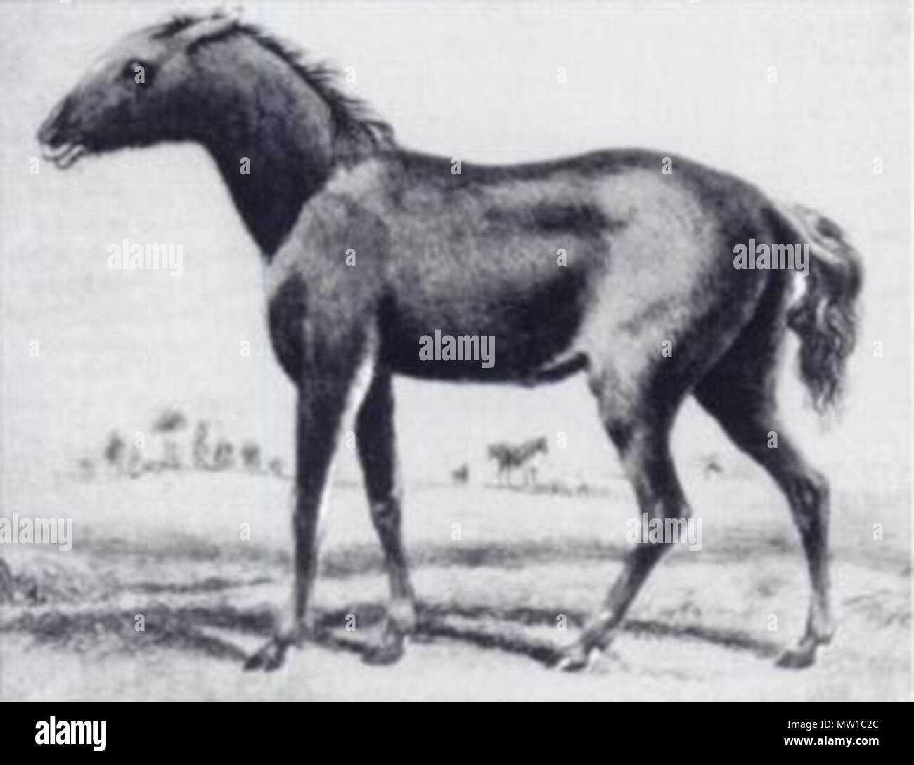 . Only known illustration of a tarpan made from life, depicting a five ...