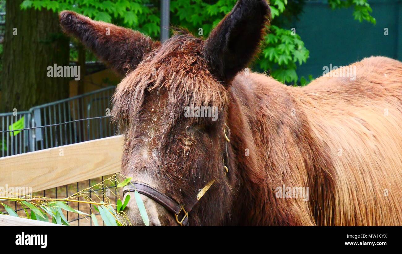 Long Haired Donkey Stock Photo - Alamy