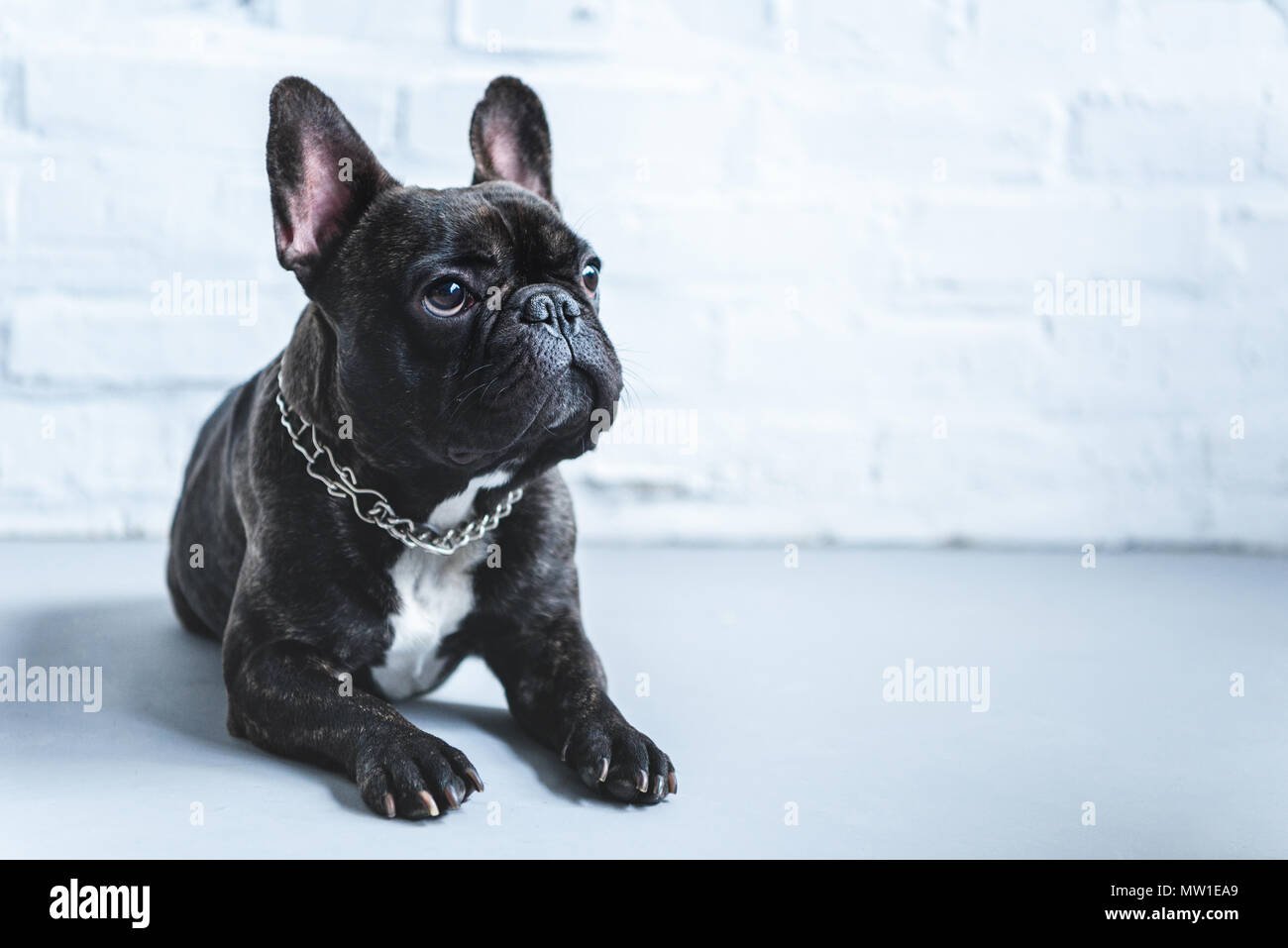 Cute Frenchie dog lying on floor and looking up Stock Photo - Alamy