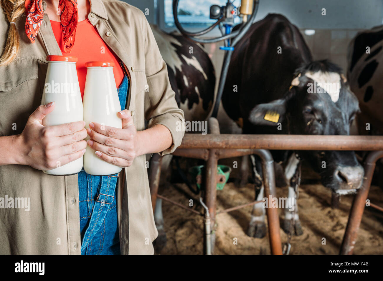 Woman milking cows dairy farm hi-res stock photography and images - Alamy